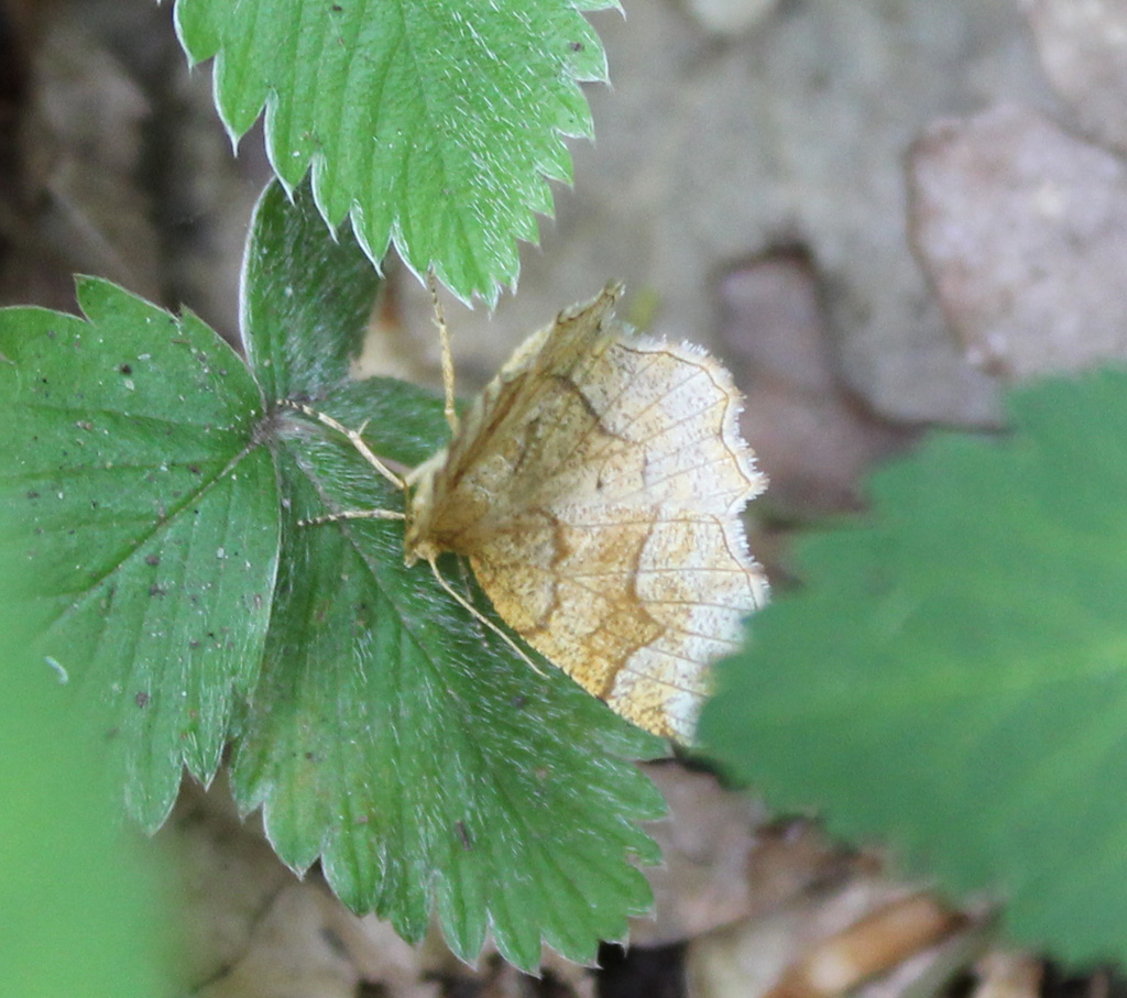 Ceppis advenaria -Zackensaum-Heidelbeerspanner Foto & Bild ...