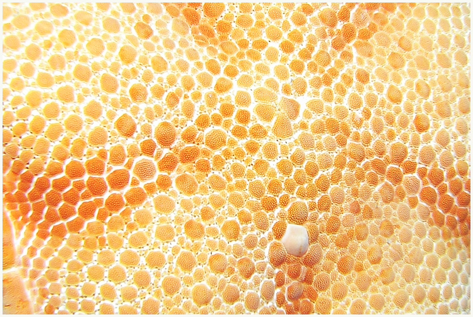 Ceramaster placenta Foto & Bild | unterwasser, uw-salzwasser, natur ...