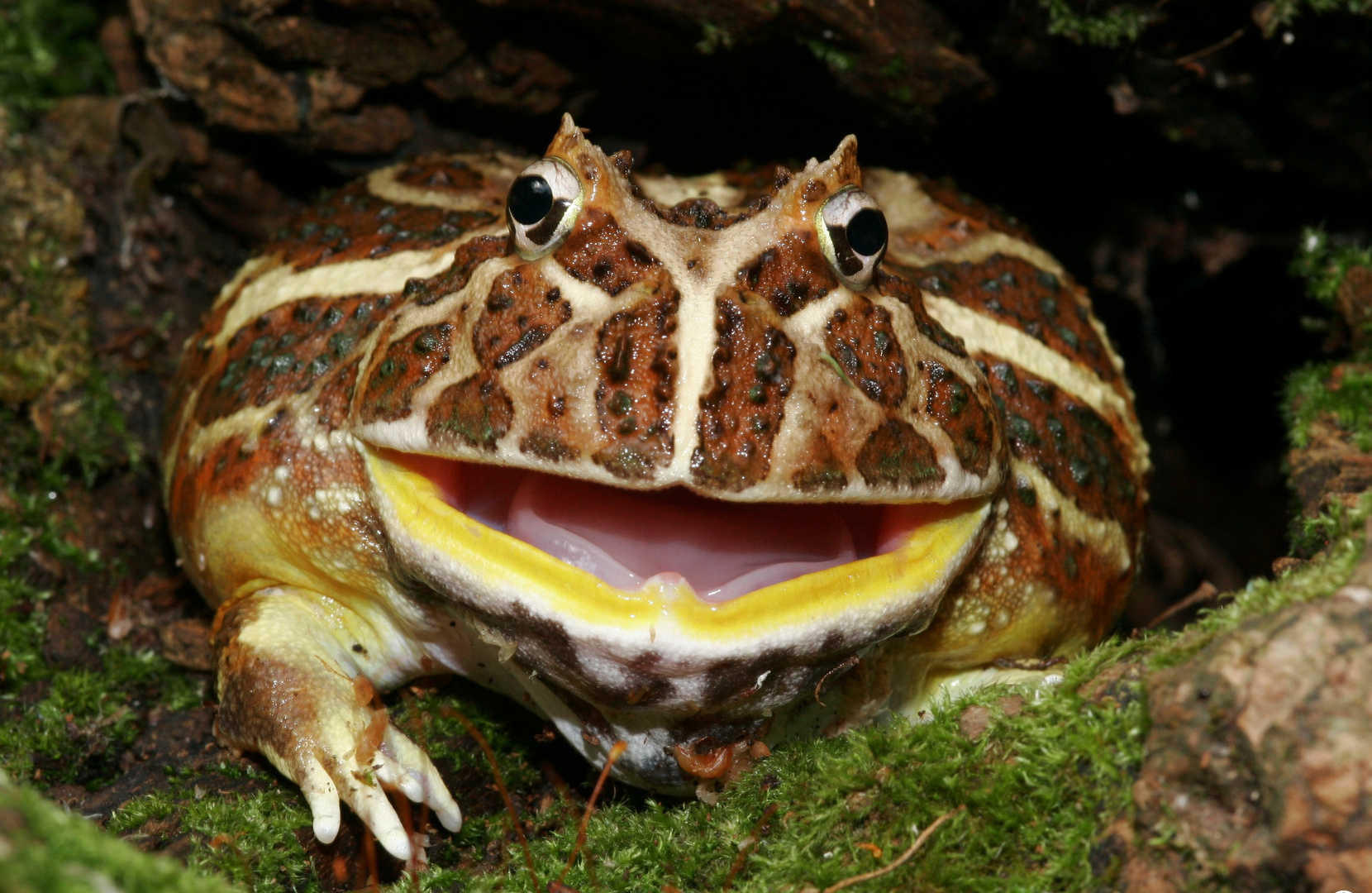 Ceratophrys crawnwelli photo et image | animaux, reptiles, amphibiens ...