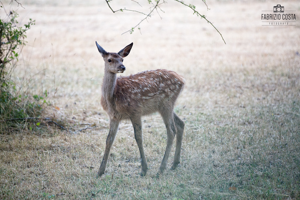 Cerbiatto Foto % Immagini| animali, mammiferi allo stato libero ...