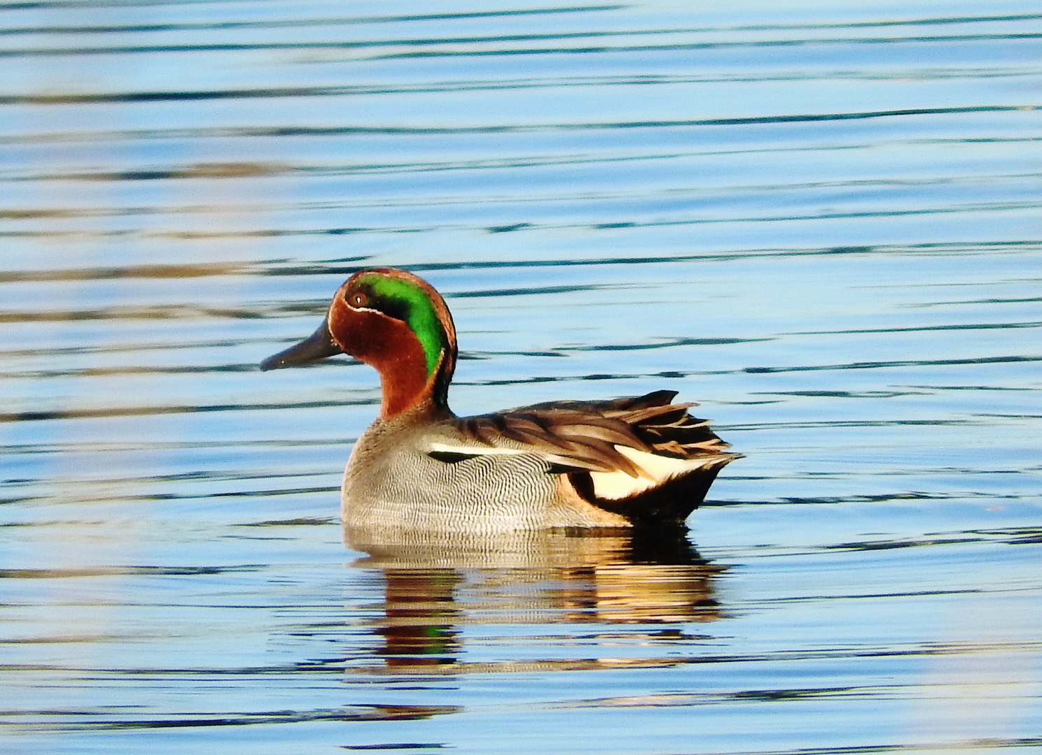 Cerceta común Imagen & Foto | animales, aves, naturaleza Fotos de ...