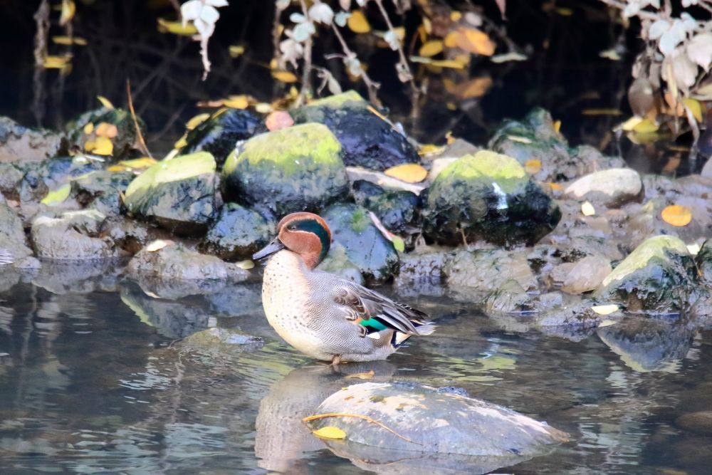 Cerceta común Imagen & Foto | animales, aves, naturaleza Fotos de ...
