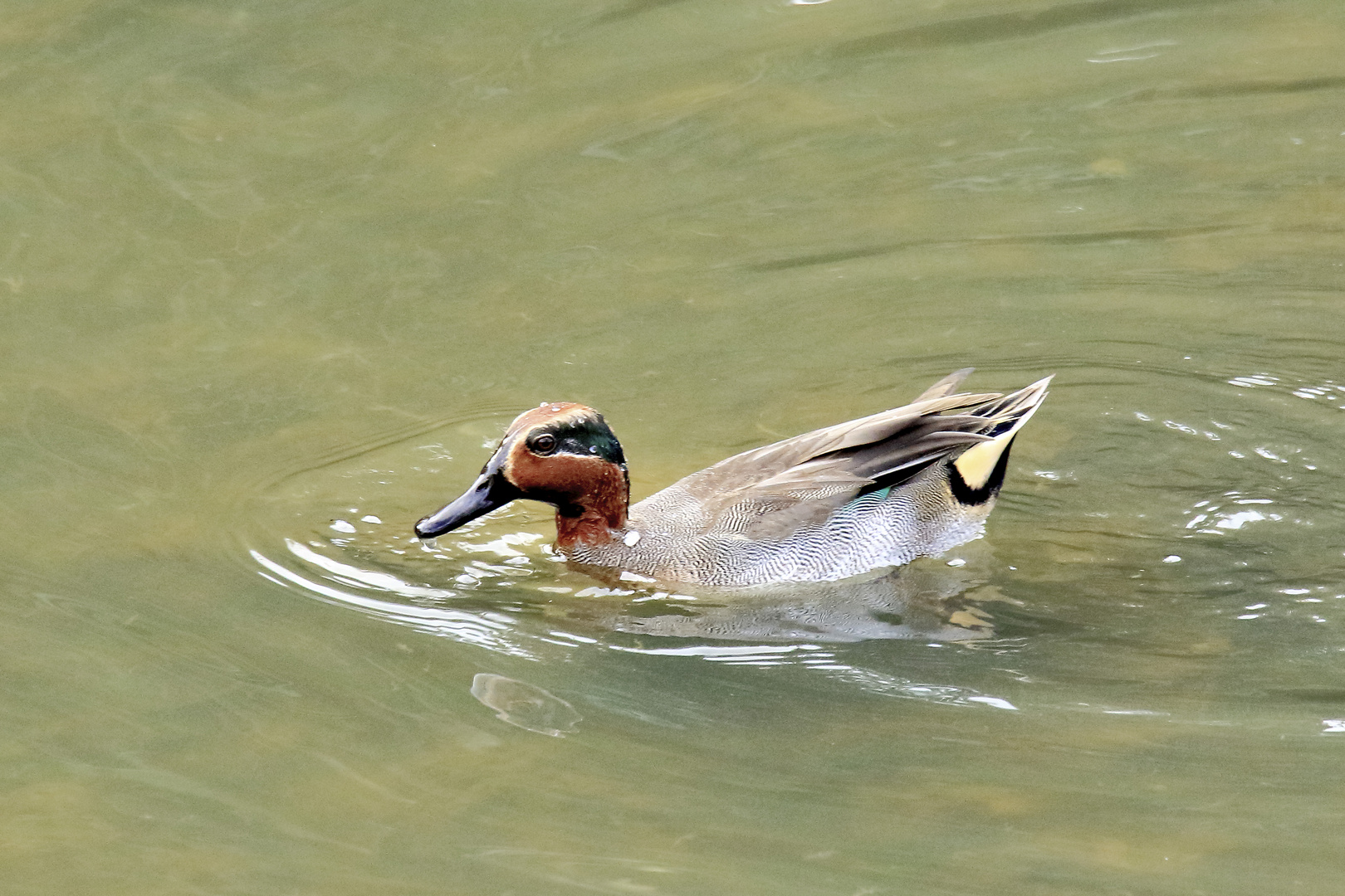 Cerceta común Imagen & Foto | animales, aves, naturaleza Fotos de ...