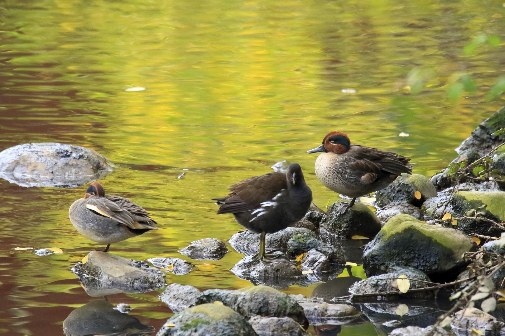 Cercetas comunes Imagen & Foto | animales, aves, naturaleza Fotos de ...