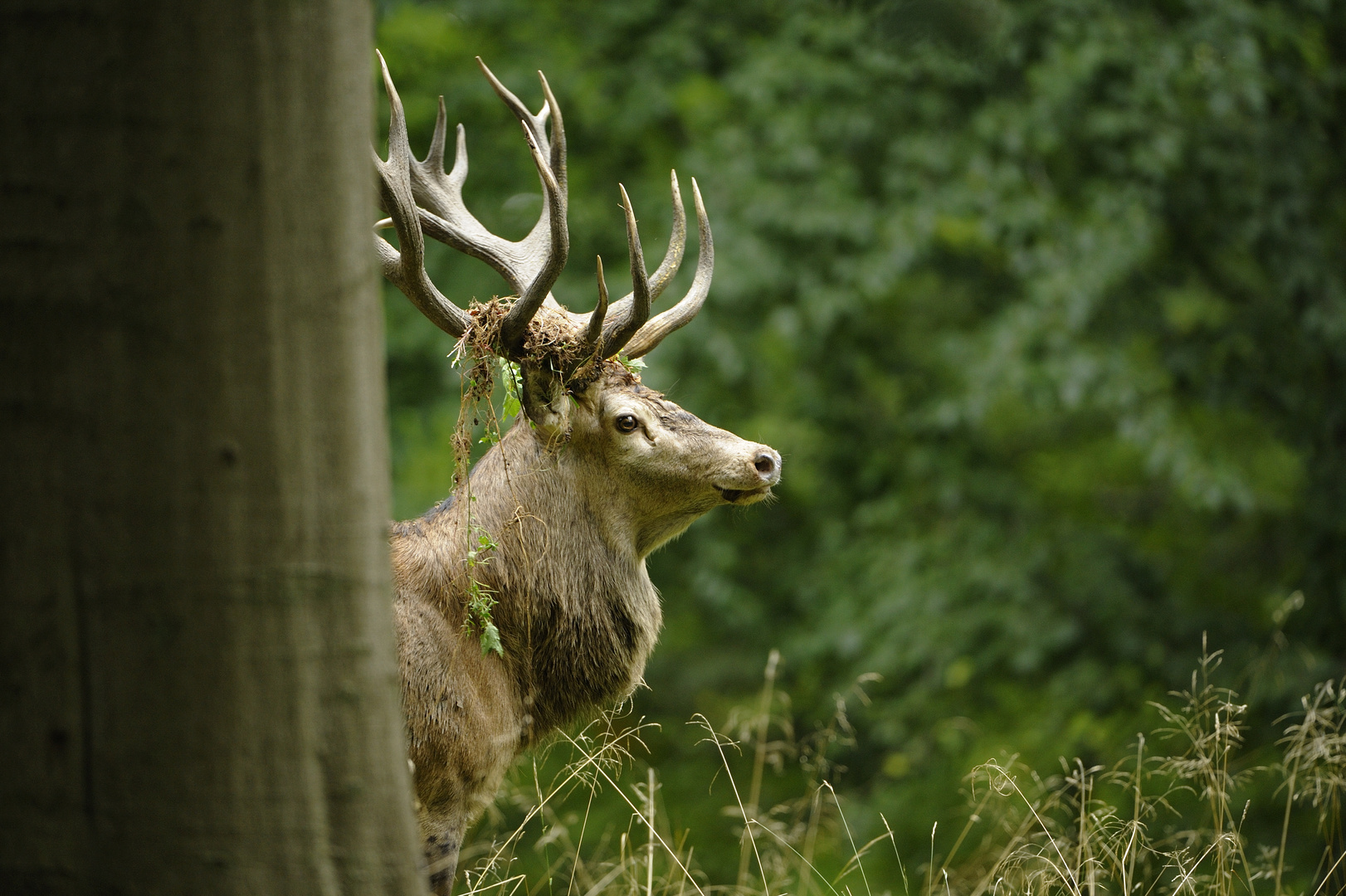 Cerf photo et image | animaux, animaux sauvages, cervidés sauvages ...
