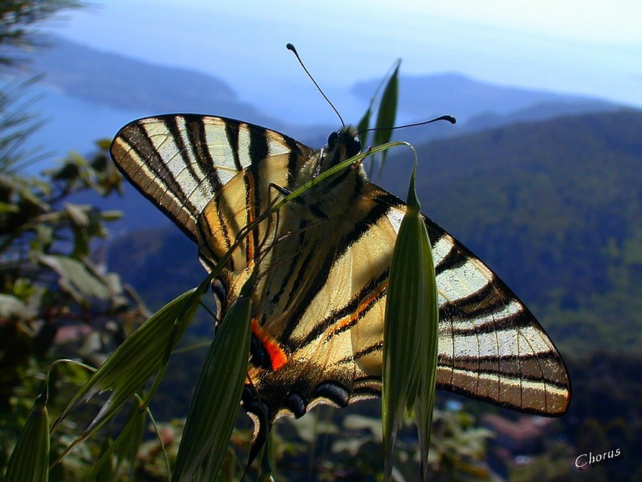 cerf-volant sur le cap ferrat photo et image | macro nature, macro ...