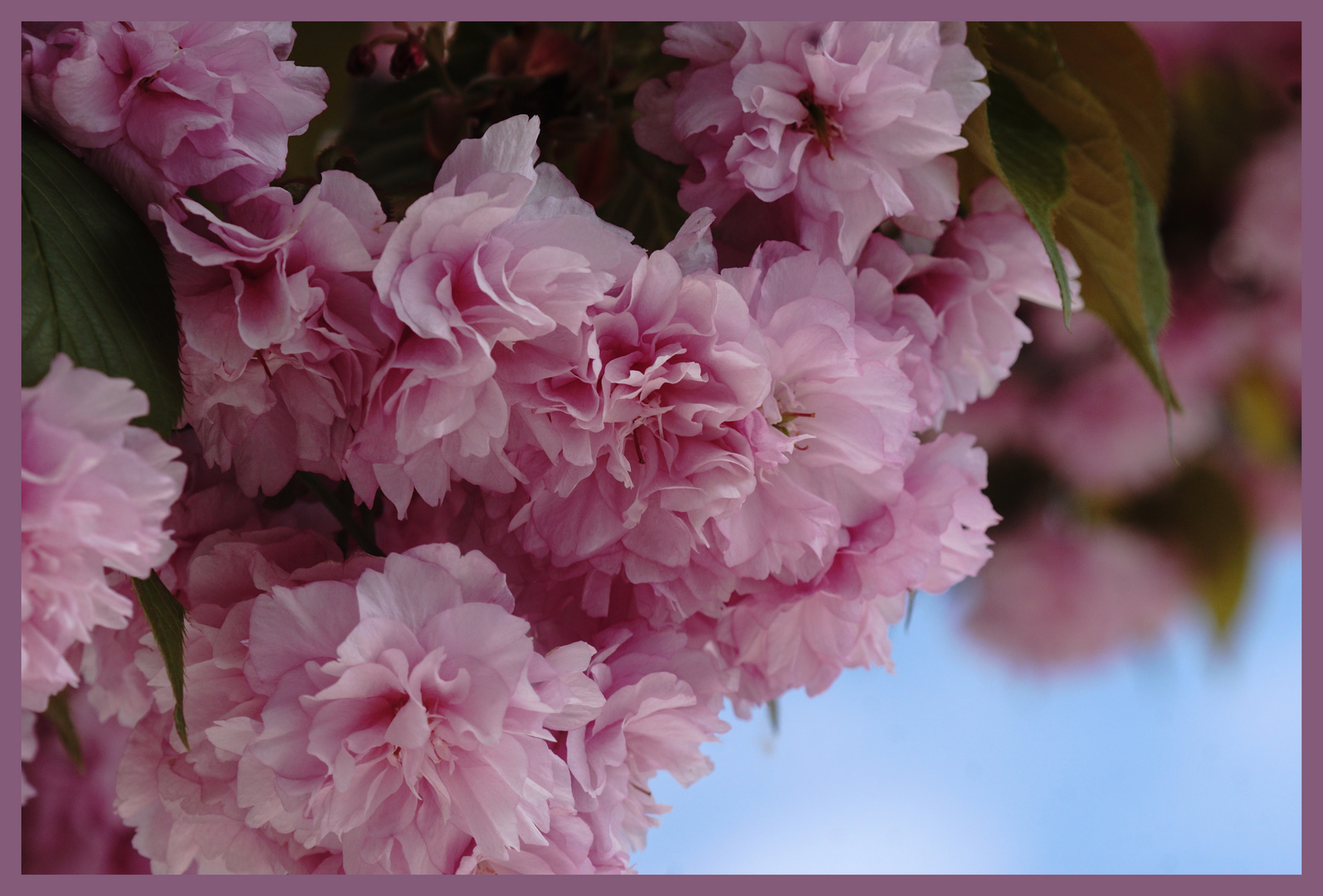 Cerisier a fleur photo et image | fleurs, nature, macro Images ...