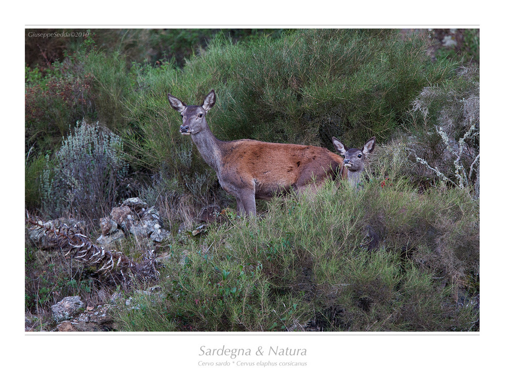 ** Cerva con cerbiatto ** Foto % Immagini| animali, mammiferi allo ...