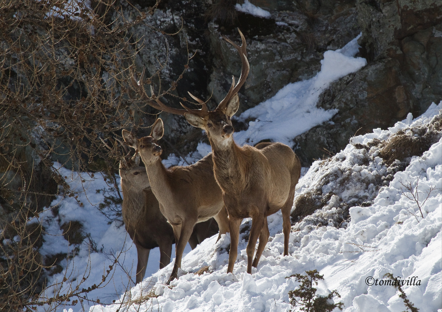 Cervi Foto % Immagini| montagna, inverno, natura Foto su fotocommunity