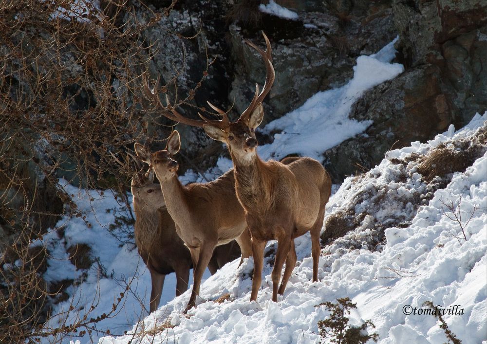 Cervi Foto % Immagini| montagna, inverno, natura Foto su fotocommunity