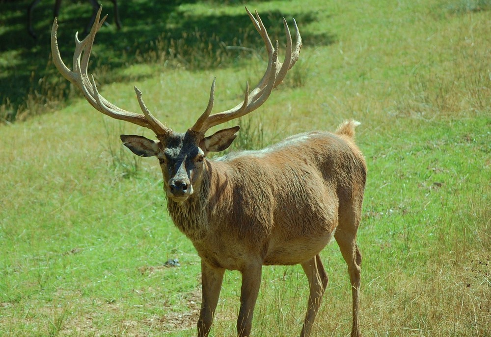 Cervidés photo et image | animaux, animaux sauvages, cervidés sauvages ...