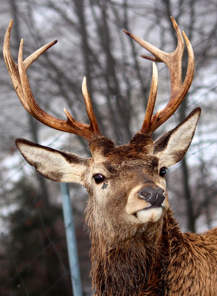 cervo Foto % Immagini| natura Foto su fotocommunity