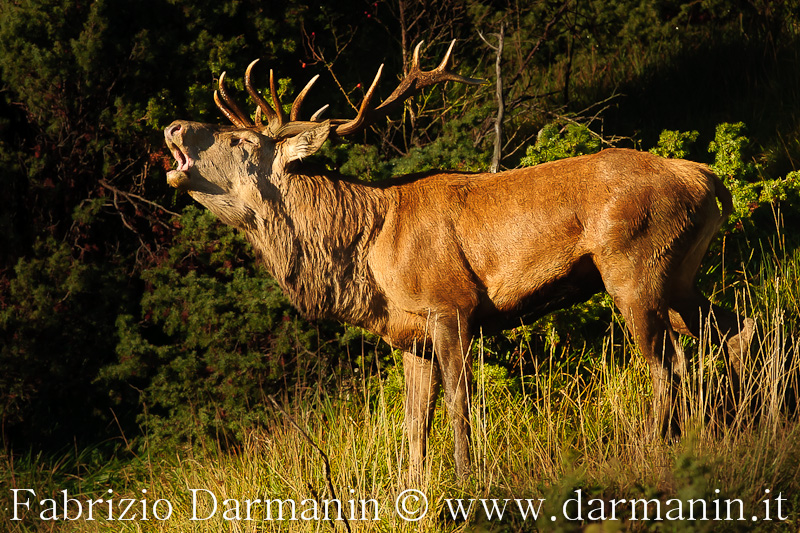 Cervo al bramito Foto % Immagini| animali, mammiferi allo stato libero ...