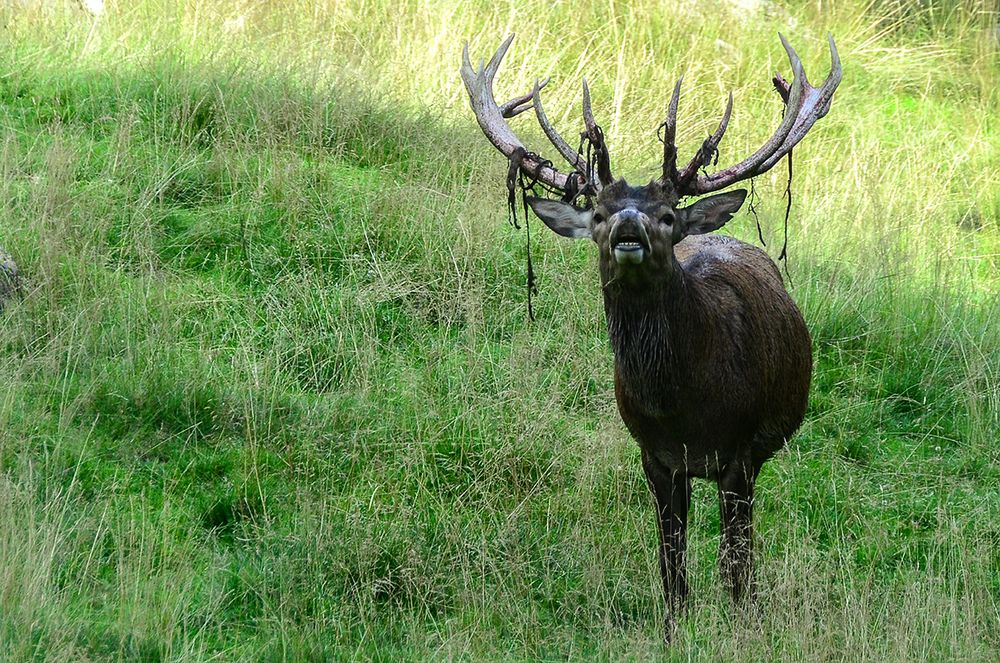 Cervo con palco e cambio velluto Foto % Immagini| nikon, animali ...