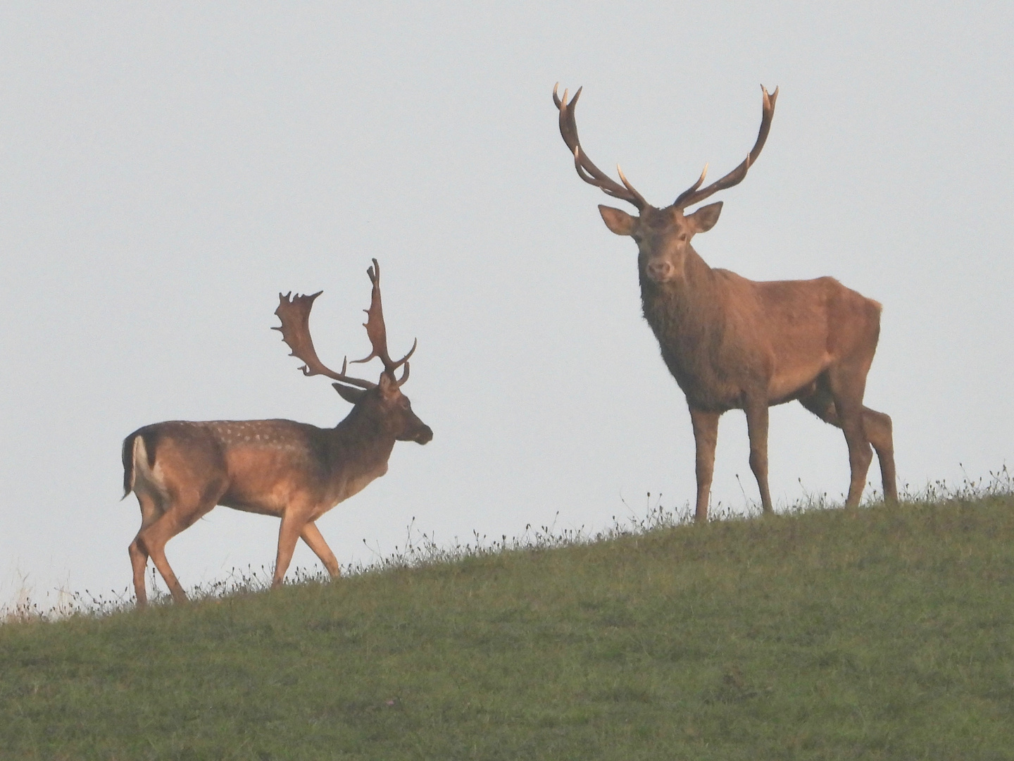 Cervo e daino Foto % Immagini| animali, mammiferi allo stato libero ...