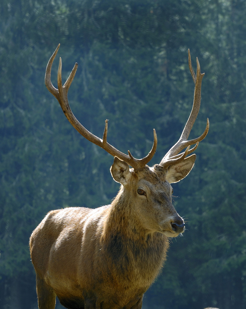 Cervo in amore Foto % Immagini| animali, mammiferi allo stato libero ...