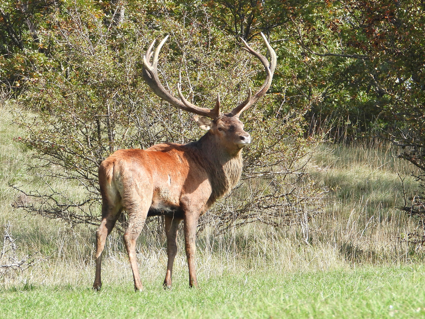 Cervo maschio adulto Foto % Immagini| nikon, montagna, natura Foto su ...