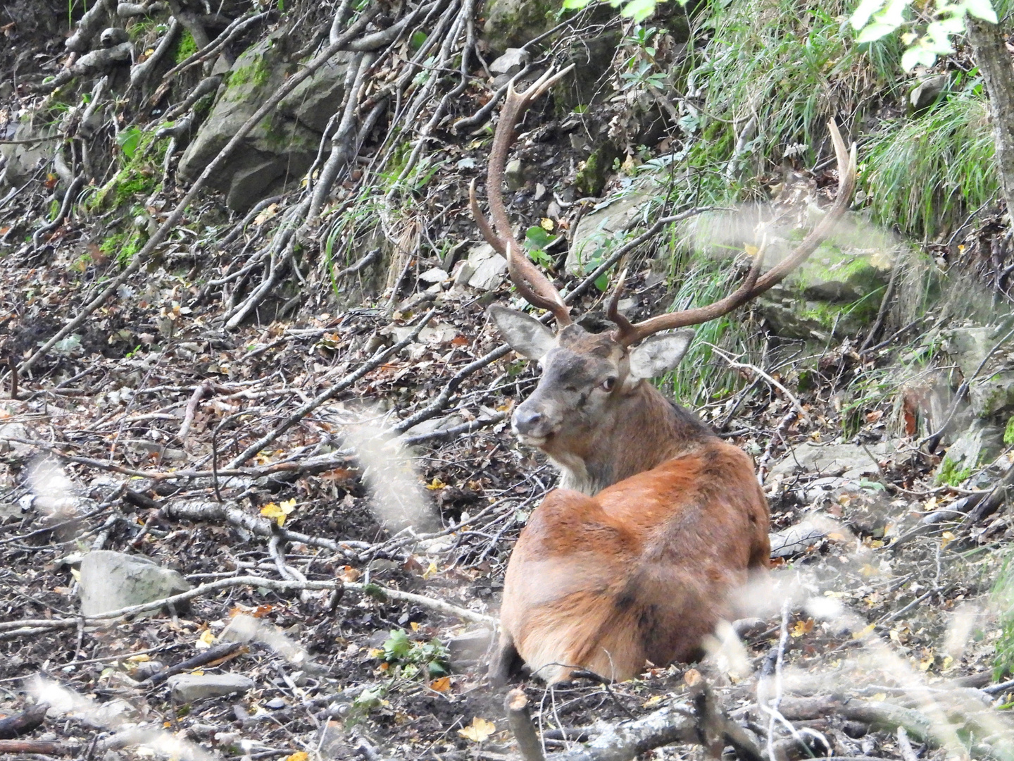Cervo maschio adulto Foto % Immagini| animali, mammiferi allo stato ...