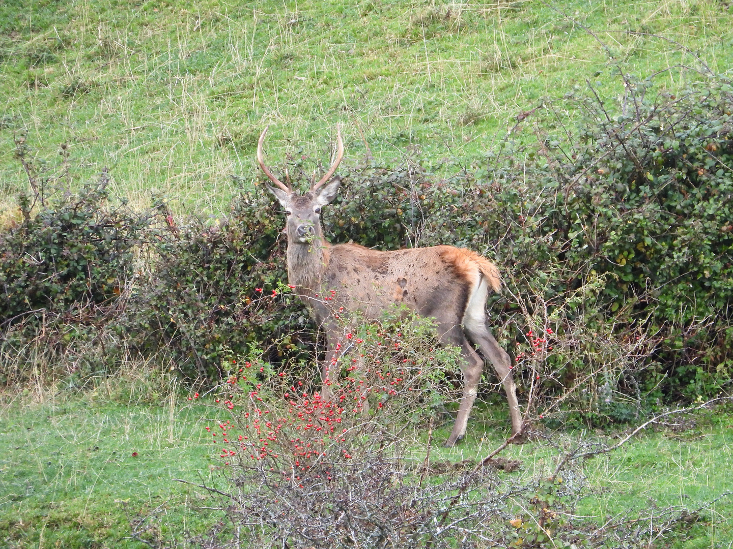 Cervo maschio subadulto Foto % Immagini| animali, mammiferi allo stato ...