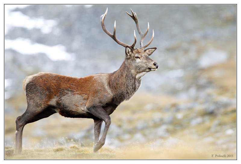 cervo , profilo Foto % Immagini| animali, natura Foto su fotocommunity