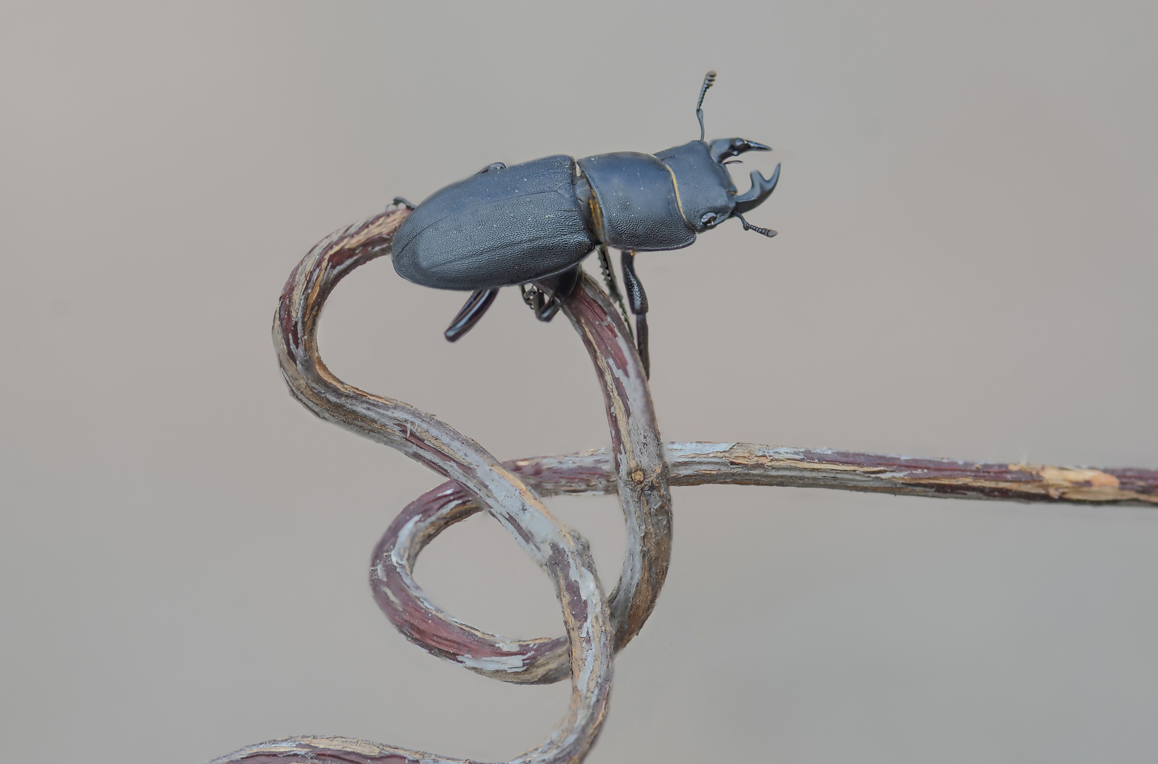 cervo volante Foto % Immagini| macro e close up, macro di insetti ...