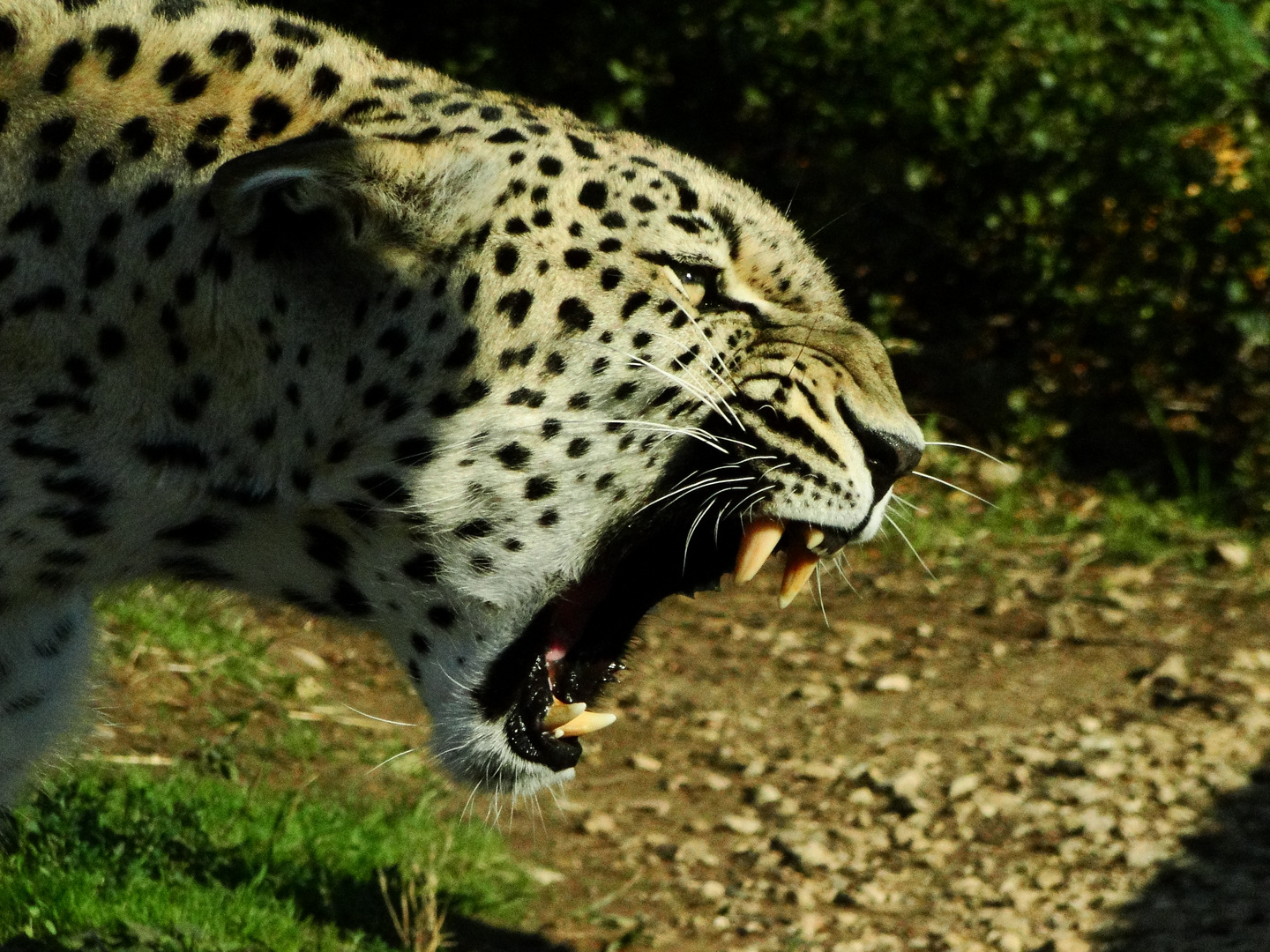 César photo et image | animaux, zoo et animaux en captivité, animaux en ...
