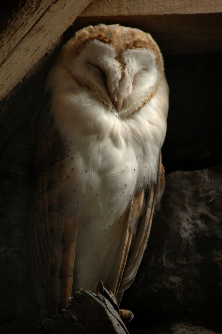 c'est chouette? photo et image | animaux, animaux sauvages, oiseaux ...