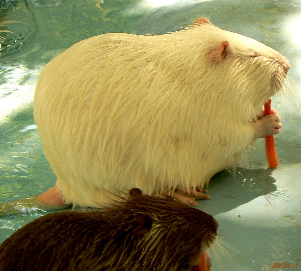 C'est qui carotté?... photo et image | nature, animaux, special Images ...