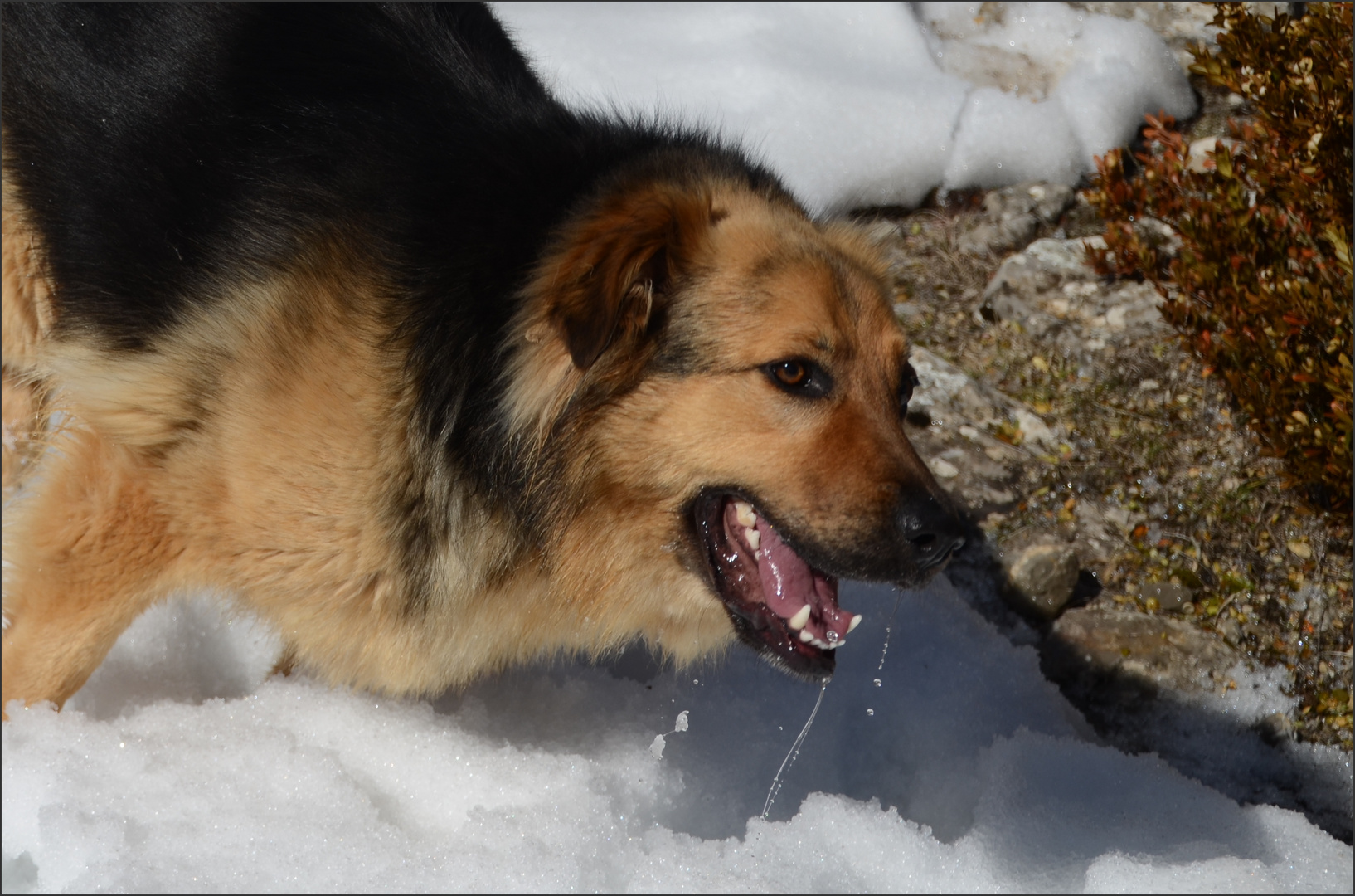 * c'est tellement bon, que j'en bave !! * photo et image | animaux ...