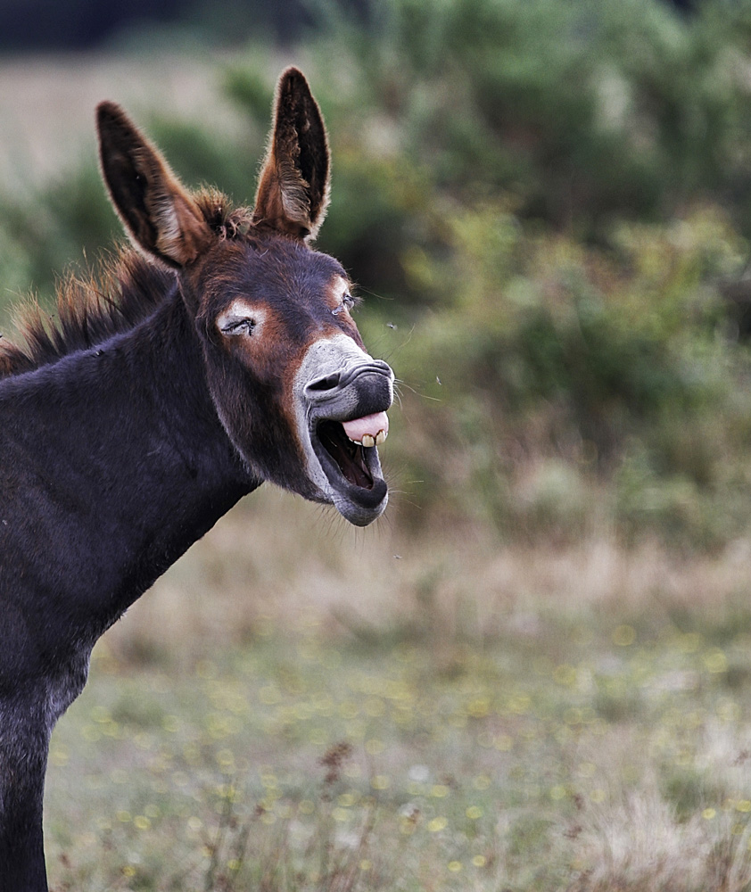 C'est vraiment rigolo ! photo et image | animations photographiques ...