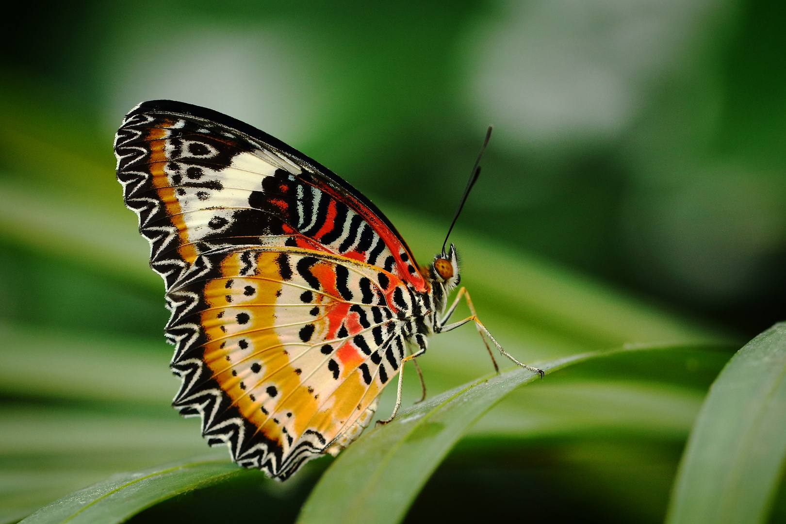 Cethosia cyane Foto & Bild | makro, natur, schmetterling Bilder auf ...
