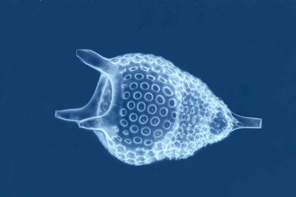 cf. Podocyrtis Foto & Bild | tiere, mikrofotos, radiolarie Bilder auf ...