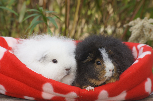 CH-Teddy Meerschweinchen Foto & Bild | tiere, haustiere, nagetiere ...