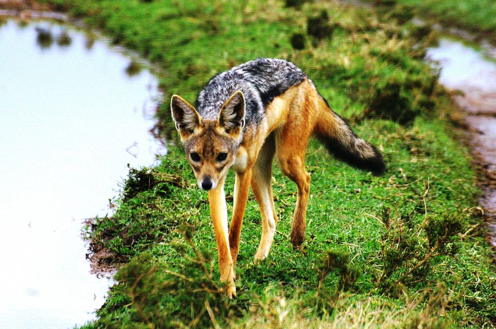 Chacal à chabraque. photo et image | animaux, animaux sauvages, nature ...