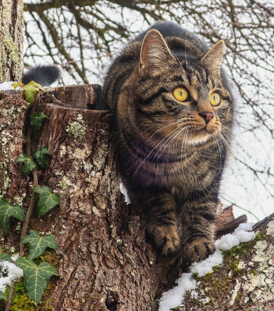 Chaly. Foto & Bild | tiere, haustiere, katzen Bilder auf fotocommunity