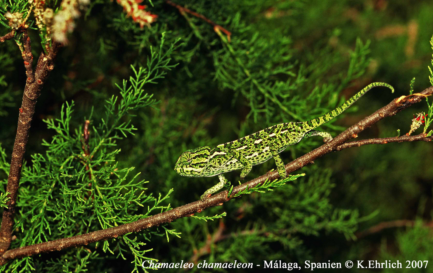 Chamaeleo chamaeleon Foto & Bild | tiere, wildlife, amphibien ...