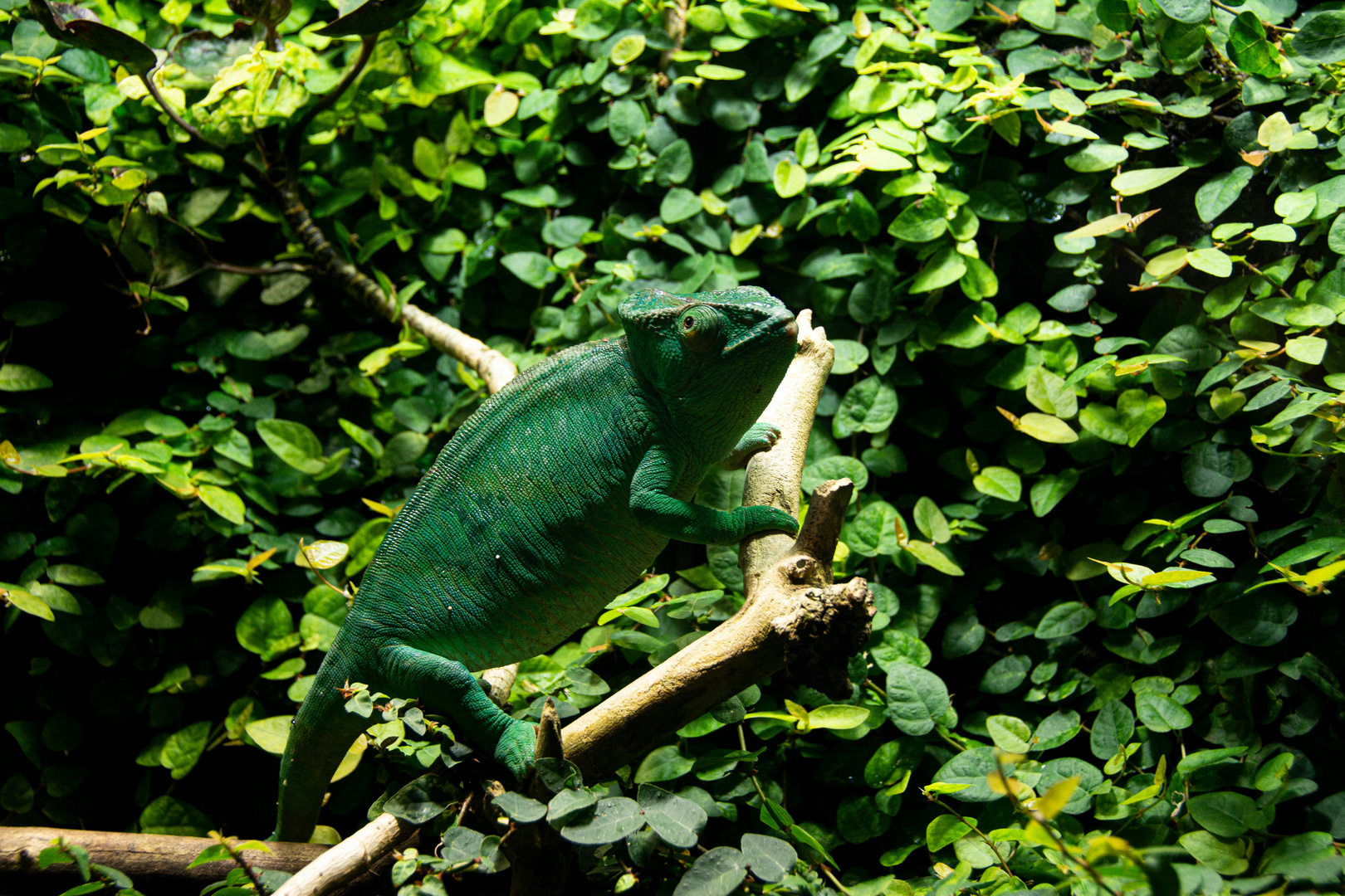 Chamäleon Foto & Bild | tiere, zoo, wildpark & falknerei, amphibien ...
