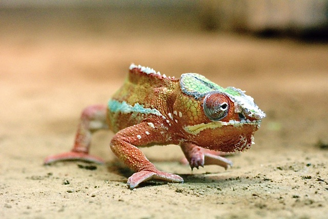 Chamäleon Foto & Bild | natur, zoo, tiere Bilder auf fotocommunity