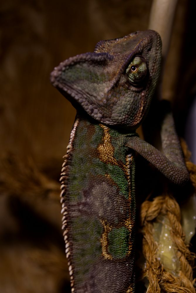 Chamäleon Foto & Bild | tiere, reptilien, natur Bilder auf fotocommunity