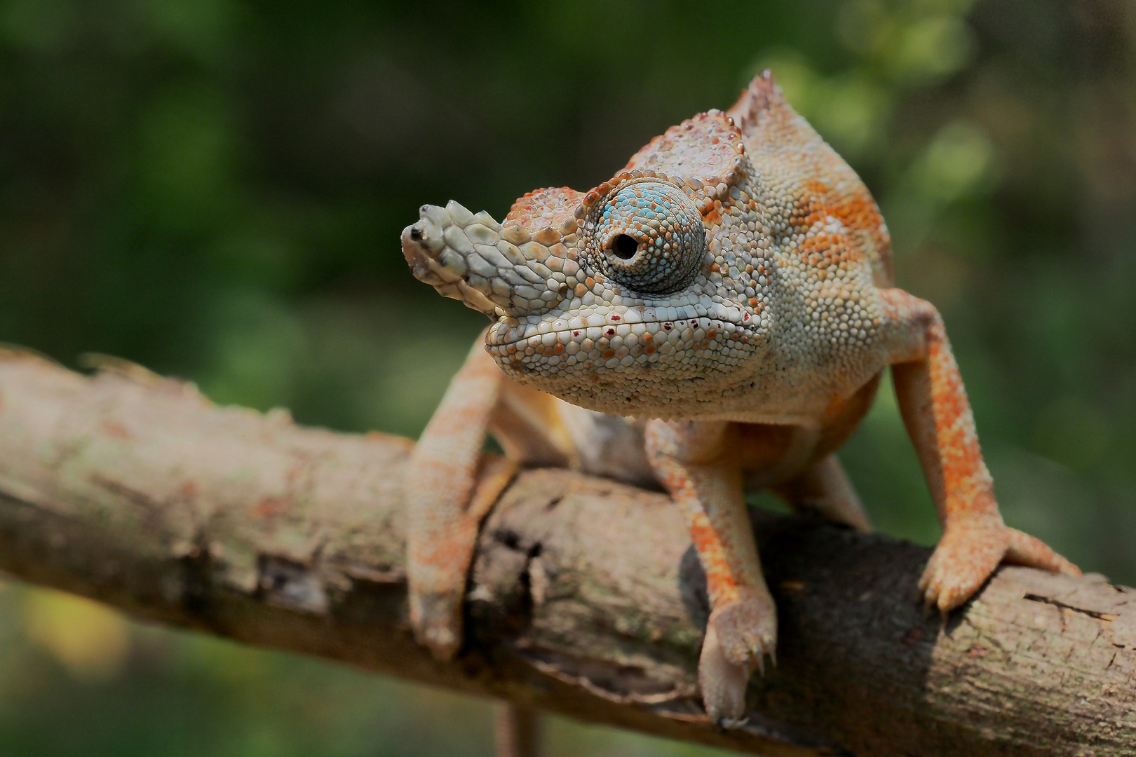 Chamäleon Foto & Bild | africa, madagascar, eastern africa Bilder auf ...