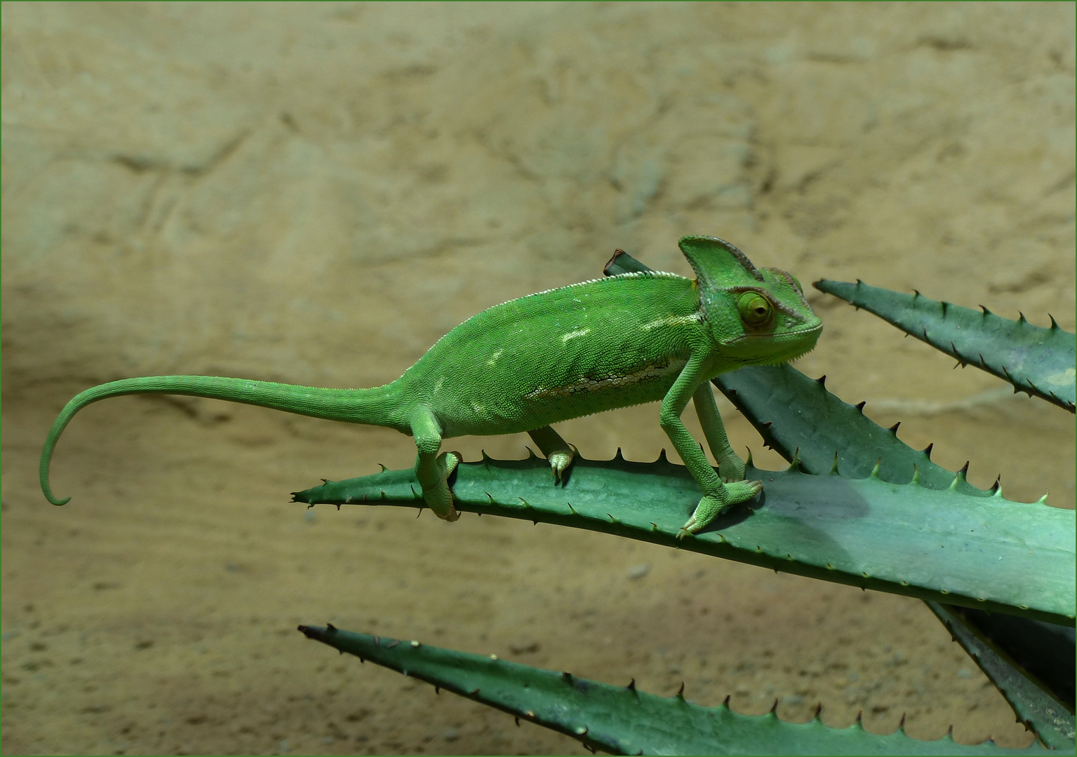 CHAMÄLEON Foto & Bild | tiere, zoo, wildpark & falknerei, amphibien ...