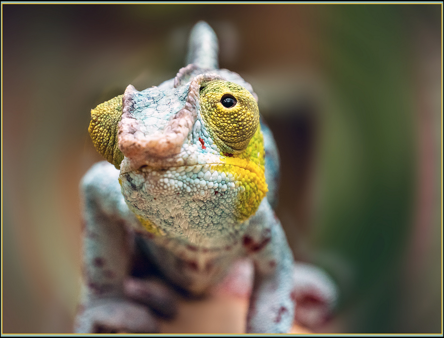 Chamäleon I Foto & Bild | natur, zoo, tiere Bilder auf fotocommunity