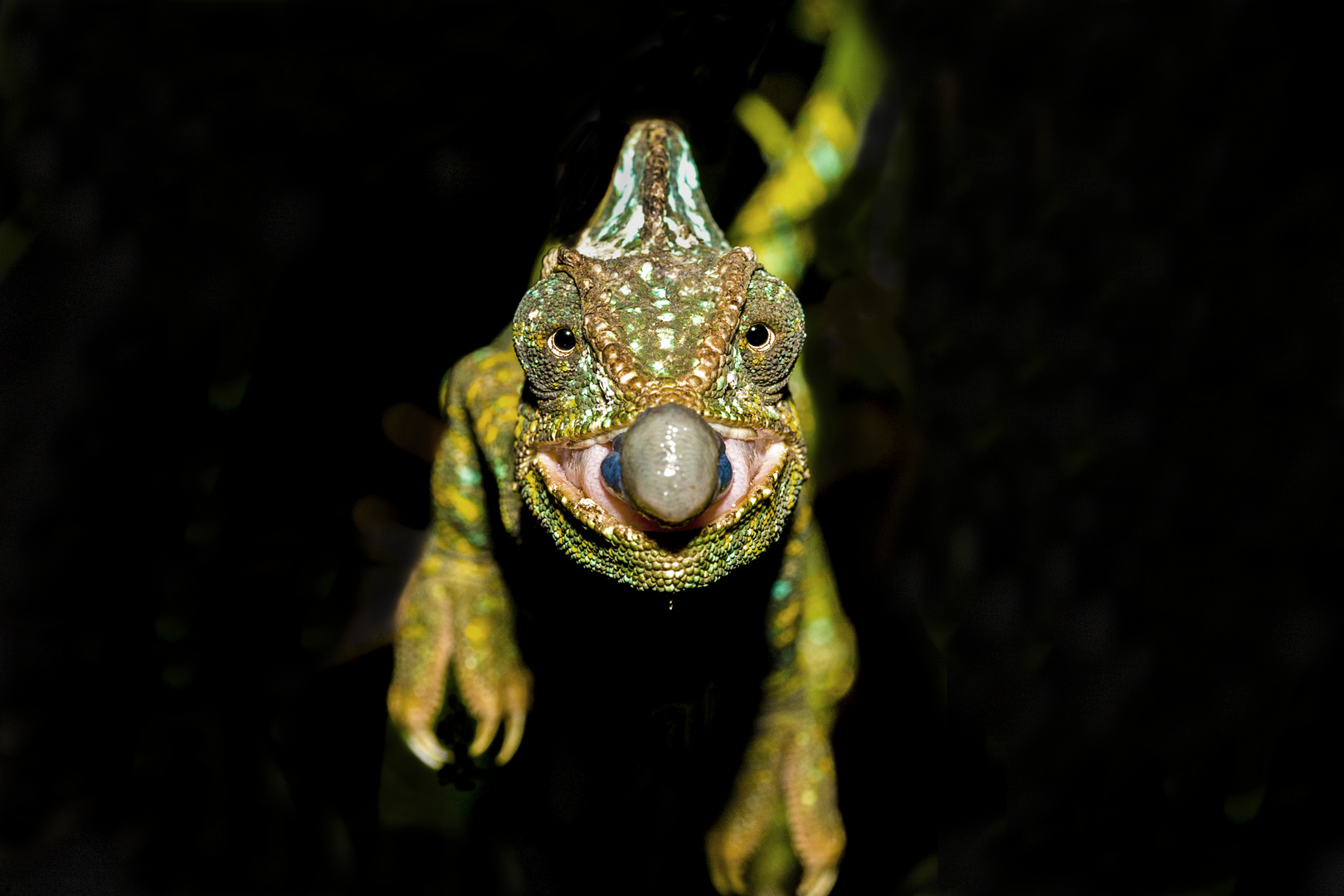 Chamäleon schießt Foto & Bild | rep. und amph., schießen, natur Bilder ...