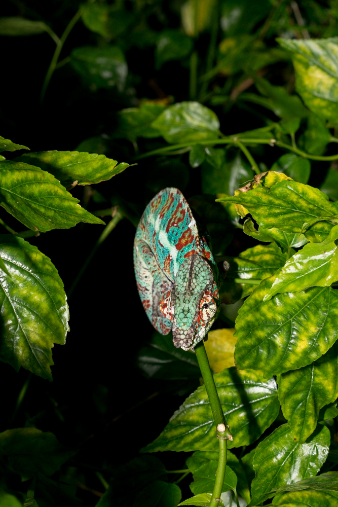 Chameleon #3 Foto & Bild | tiere, zoo, wildpark & falknerei, amphibien ...