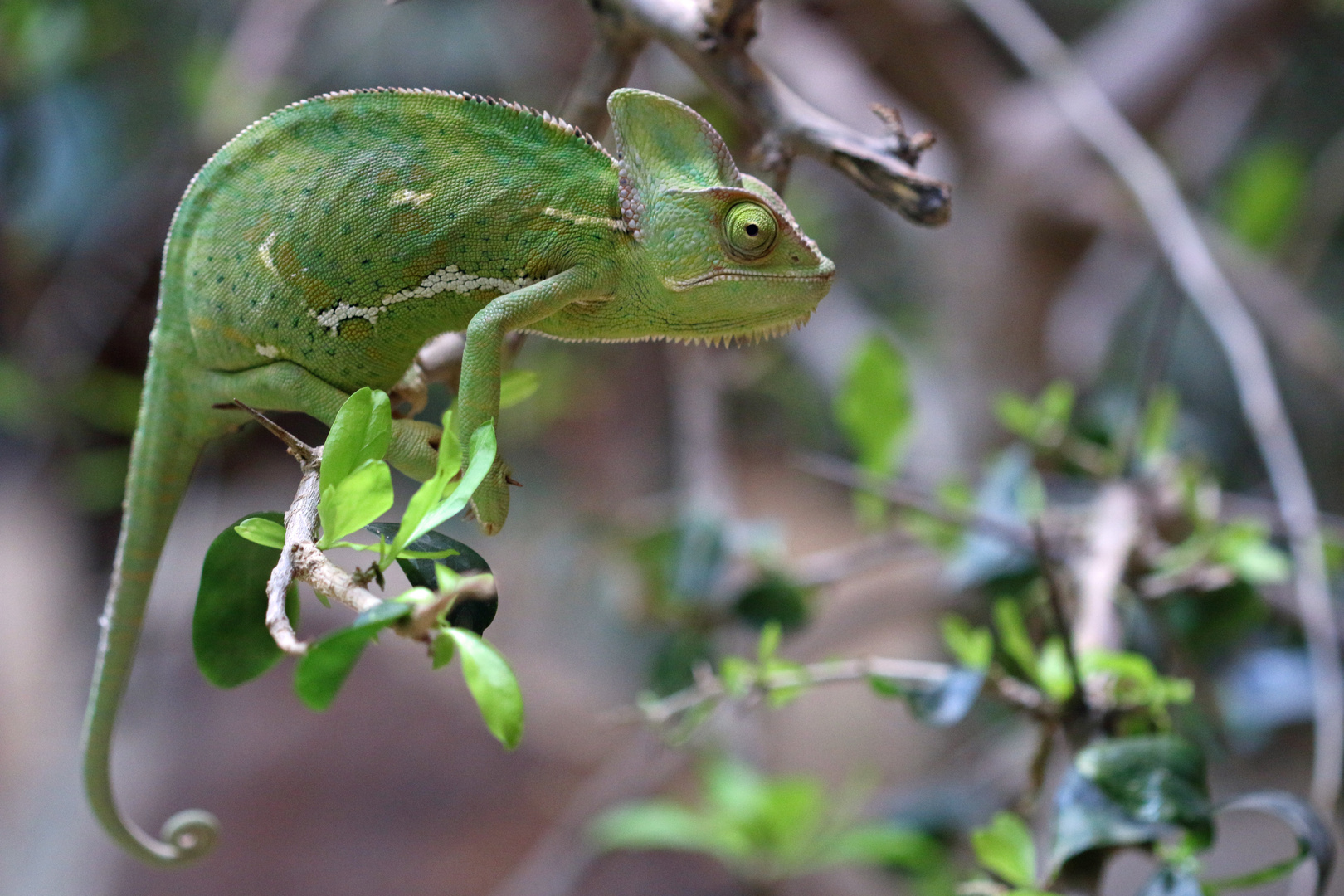 Chameleon Foto & Bild | tiere, zoo, wildpark & falknerei, amphibien ...