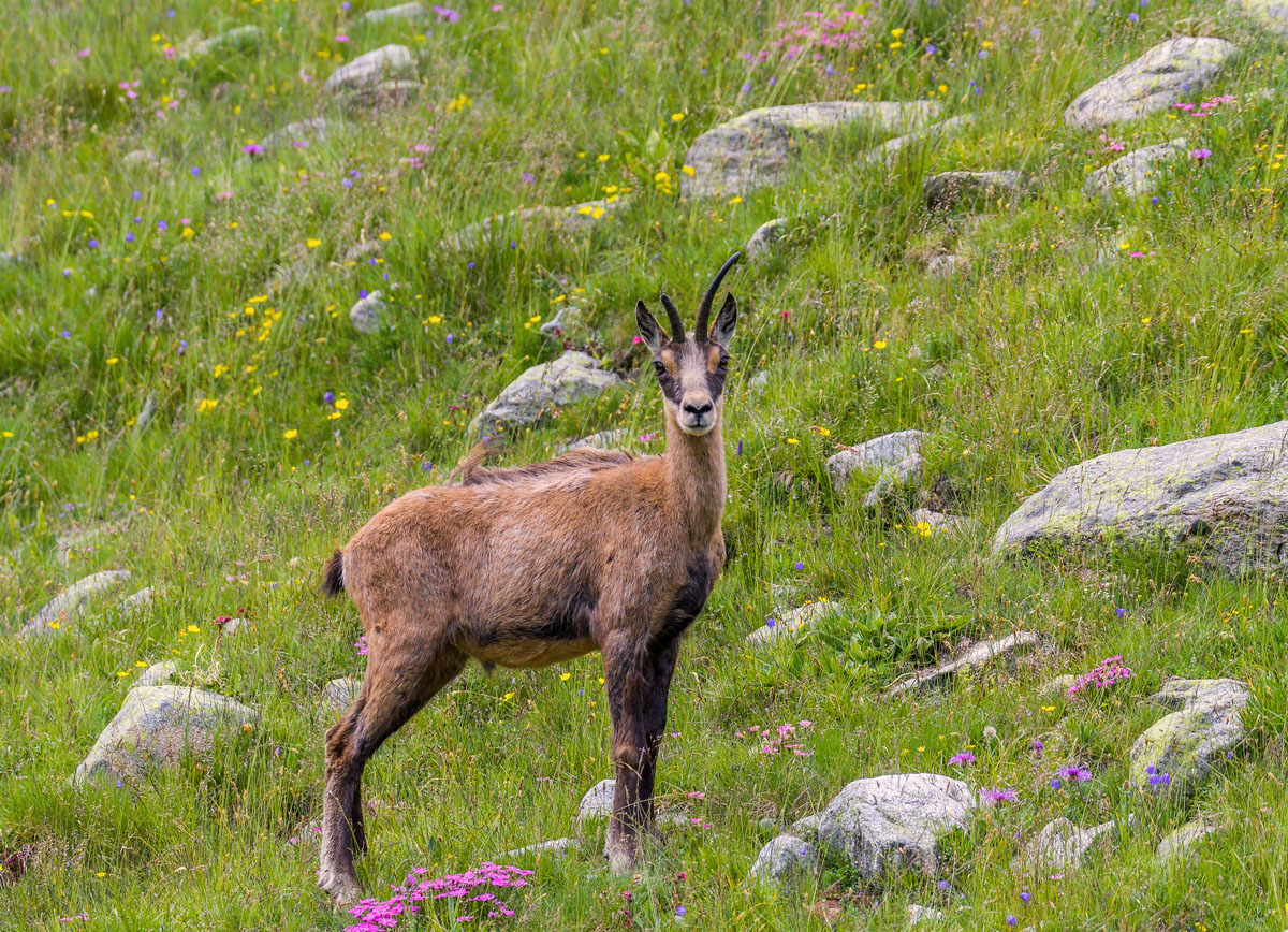 Chamois photo et image | nature, montagne, paysages Images fotocommunity