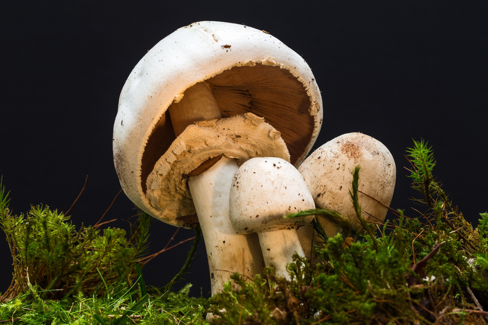Champignon Foto & Bild | pflanzen, pilze & flechten, pilze & flechten ...