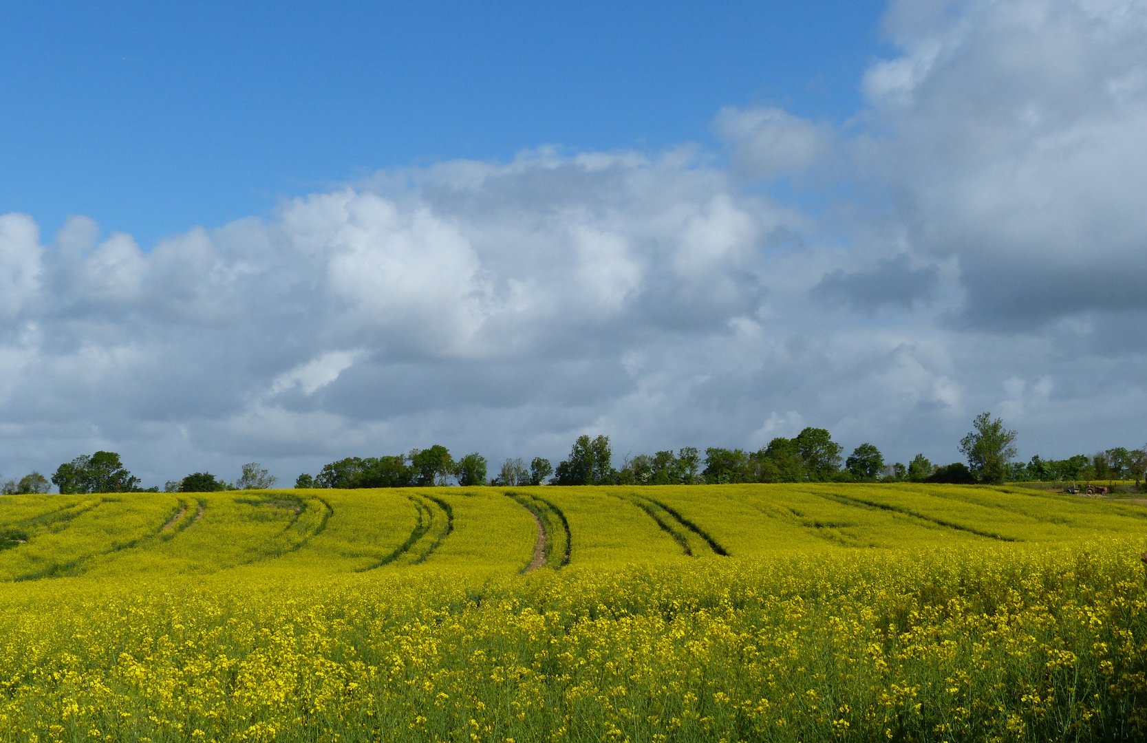 Champêtre. photo et image | paysages, paysages de campagne, colza ...