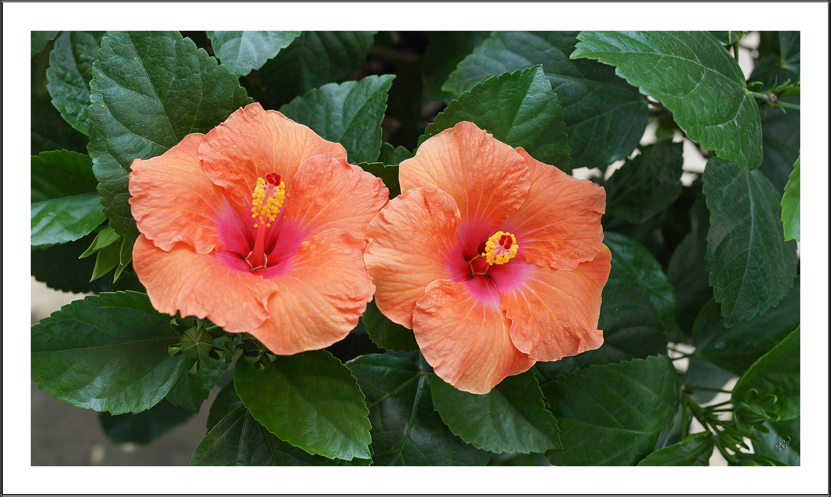 Chaque jour .... une nouvelle fleur..... photo et image | macro nature ... Chaque jour .... une nouvelle fleur..... photo et image | macro nature ...