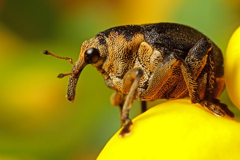 Charancon photo et image | macro nature, macro insectes, nature Images ...